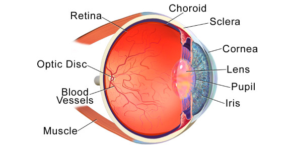 parts-of-the-eye-quiz-questions-and-answers-proprofs-quiz